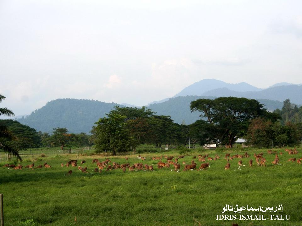 IdrisTalu: Ternakan Rusa Di ladang Infoternak Sungai Siput Utara