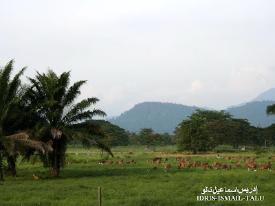 IdrisTalu: Ternakan Rusa Di ladang Infoternak Sungai Siput Utara