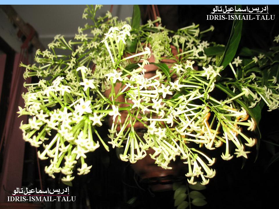IdrisTalu: Bunga Santalia – cestrum nocturnum.