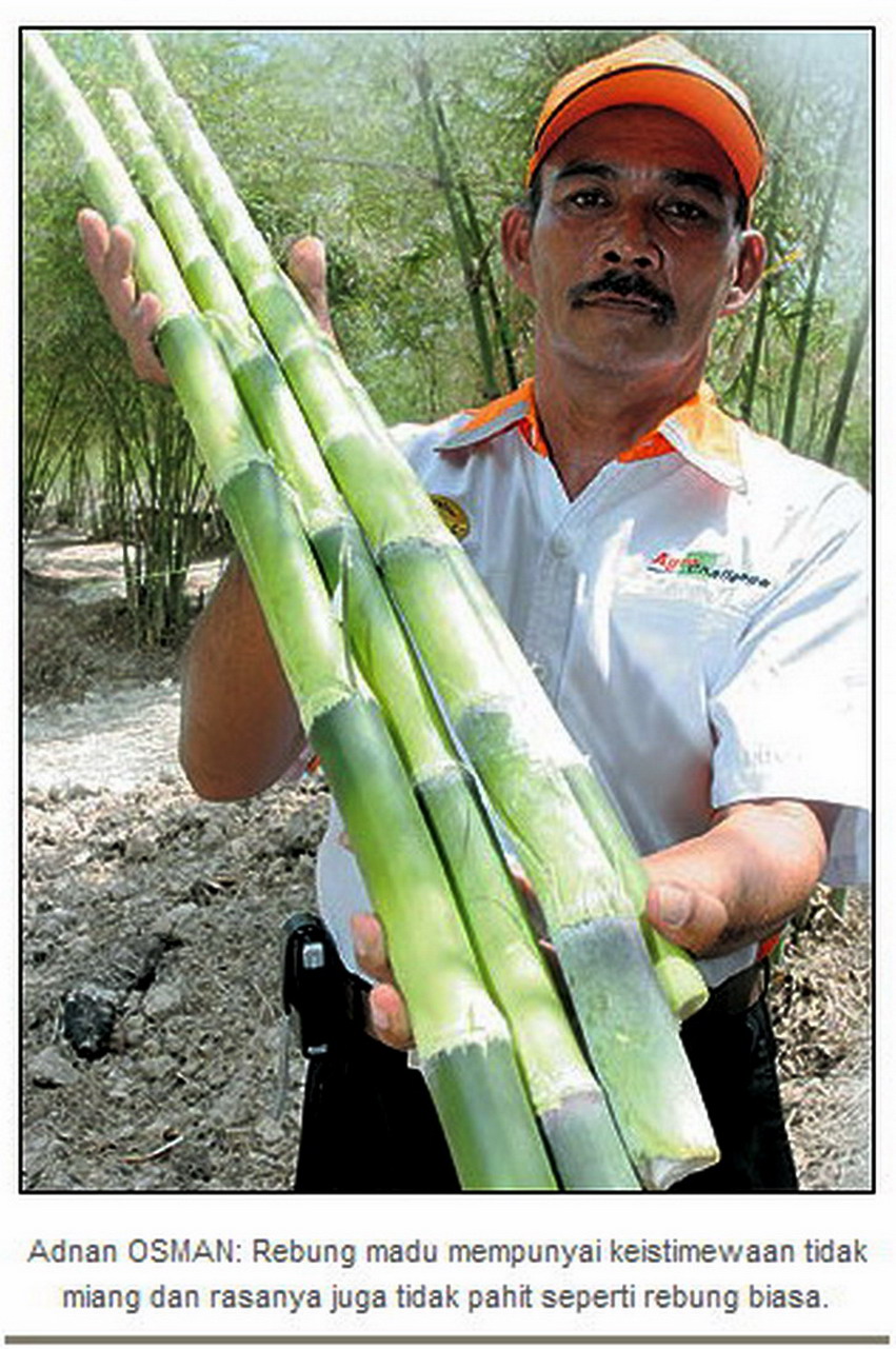 IdrisTalu: Potensi Rebung Madu.