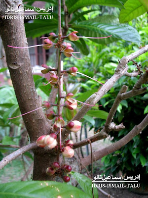 IdrisTalu: Pokok Putat