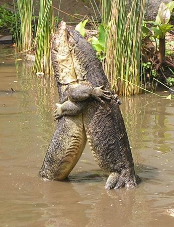 PurpleMangrove: Water monitor lizards fight 泽巨蜥大战@SBWR