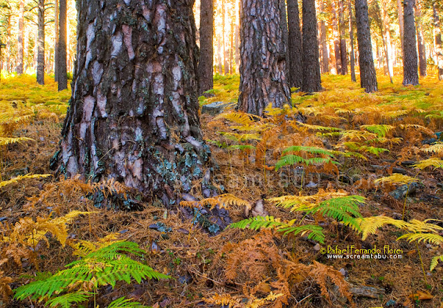 La BUENA LUZ : Ensayo Fotográfico III - El Bosque Iluminado ...