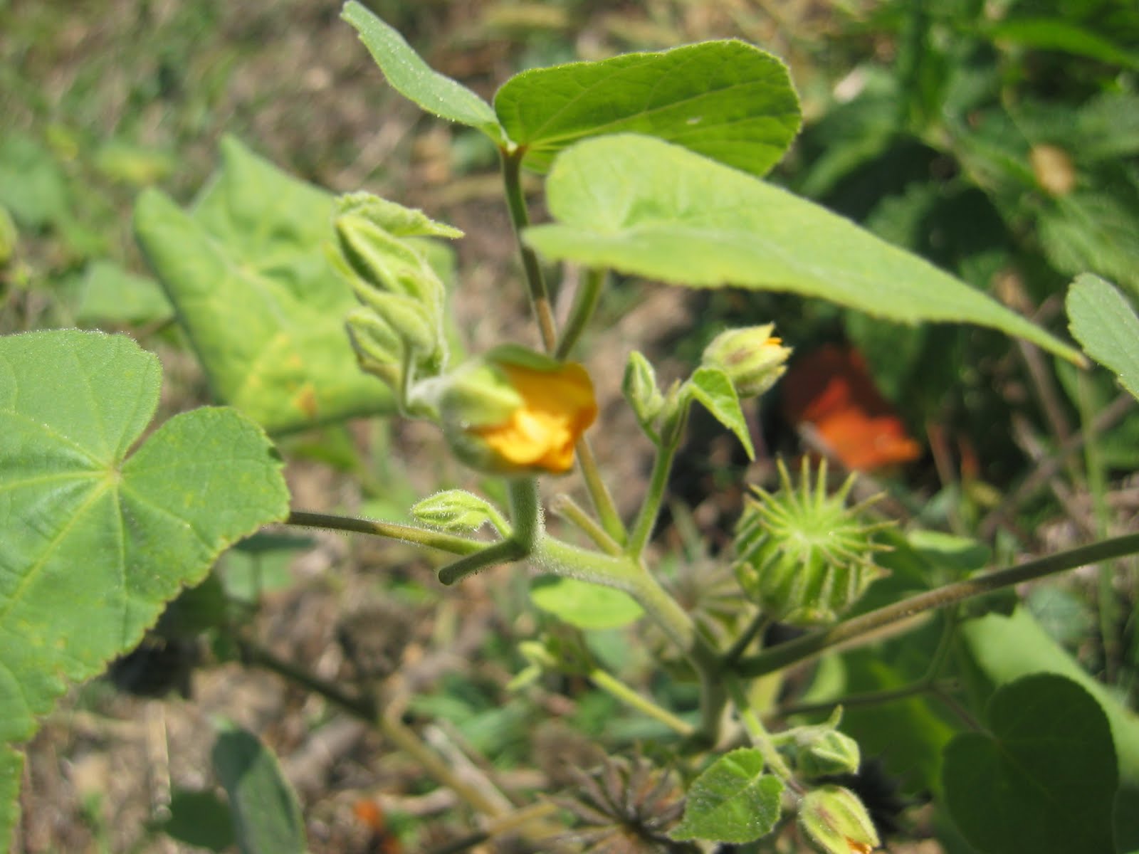 Skiles Test Nature Park