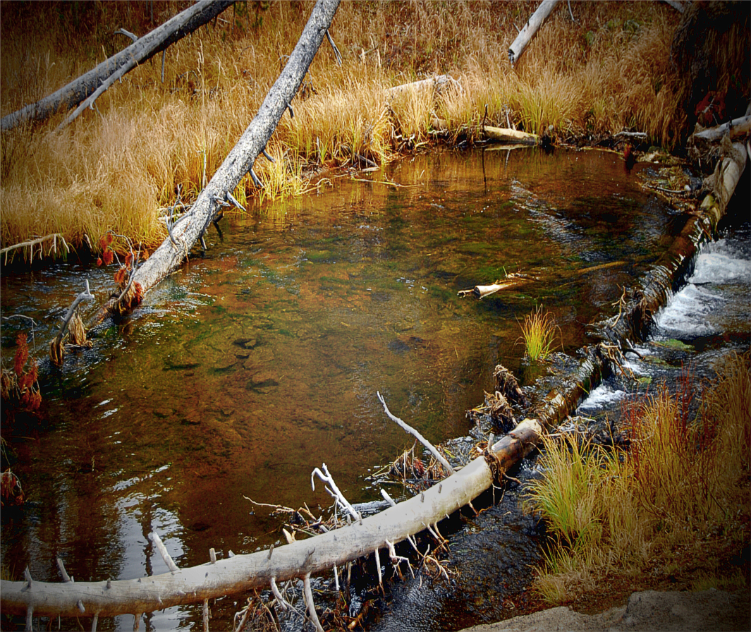 Fly Fishing In Yellowstone National Park: Damn; The Sun