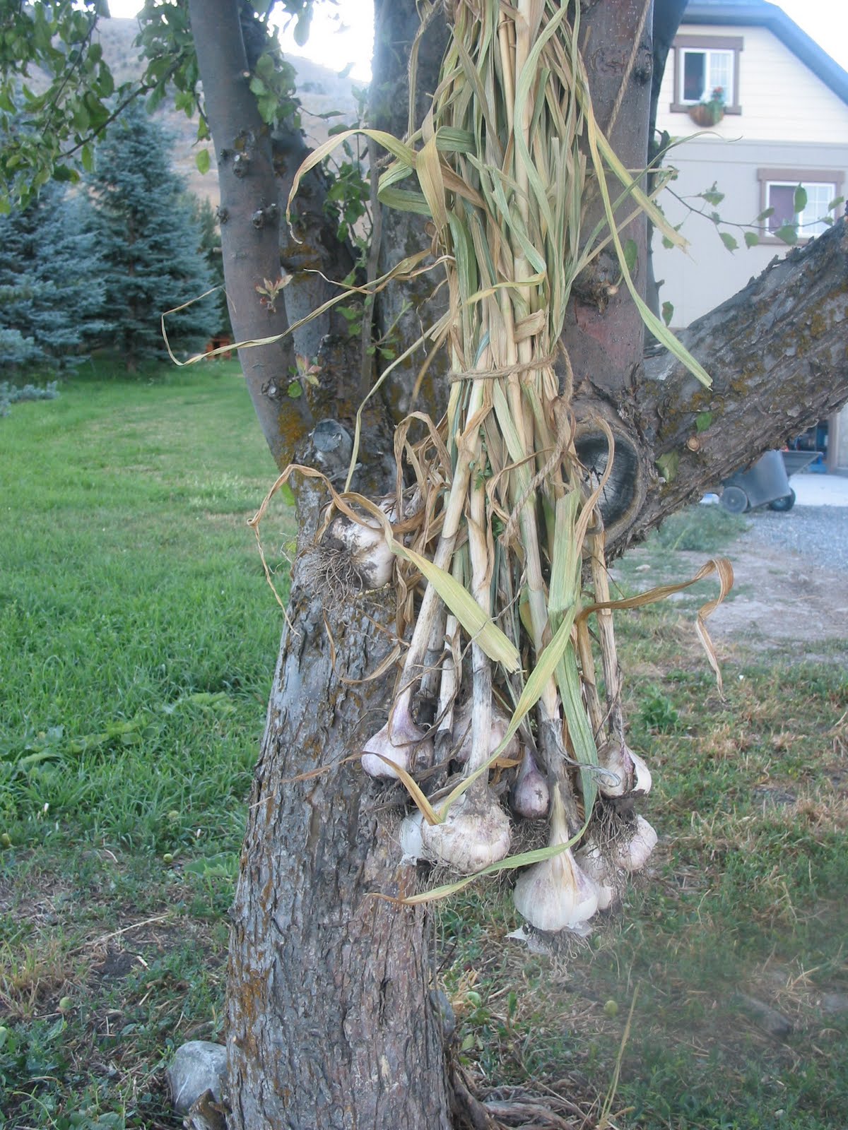 HOLY GARLIC PART DUO - THE HARVEST - The Lavender Apple