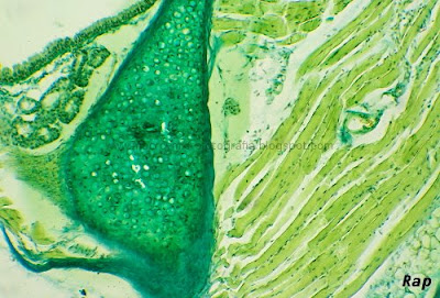 Macro y microfotografia: Microfotografía: Traquea de ratón