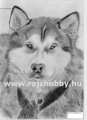 Hobby rajz: Kutya rajz - Malamut