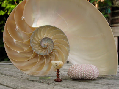 petit: "nautilus" stand