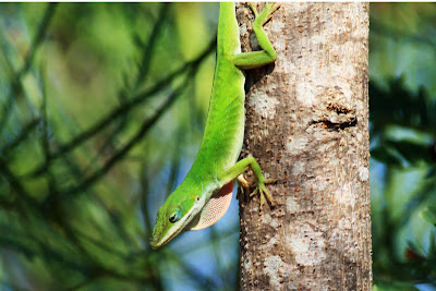 Luscious lime green lizard at SPI Sanctuary