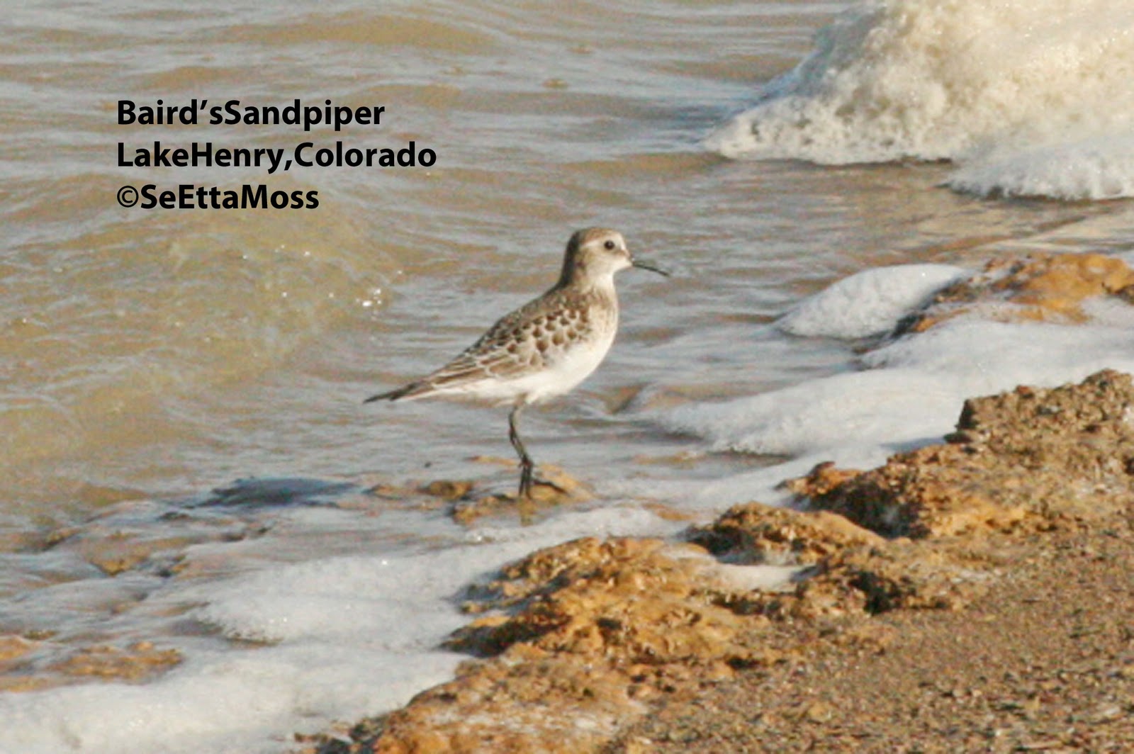 Colorado shorebird: Baird's Sandpiper
