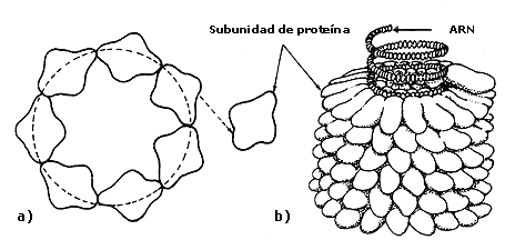 Anatomía vegetal: TAREA 2 "VIRUS"