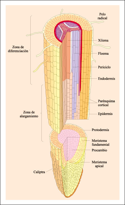 Anatomía vegetal: TAREA 4 "MERISTEMOS"