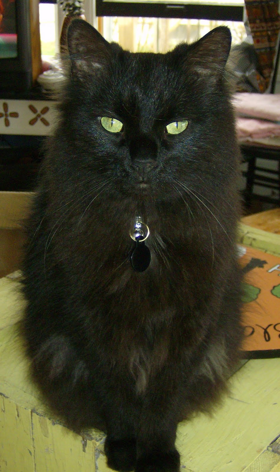 Old Black Cat Boo: MY OBITUARY?!