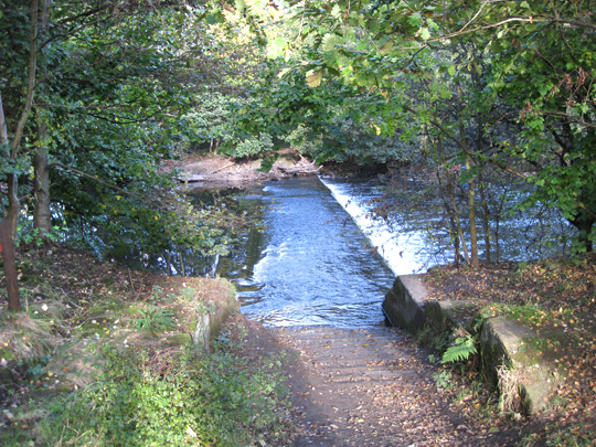 kirkstall creatures great and small: Kirkstall Valley Nature Reserve