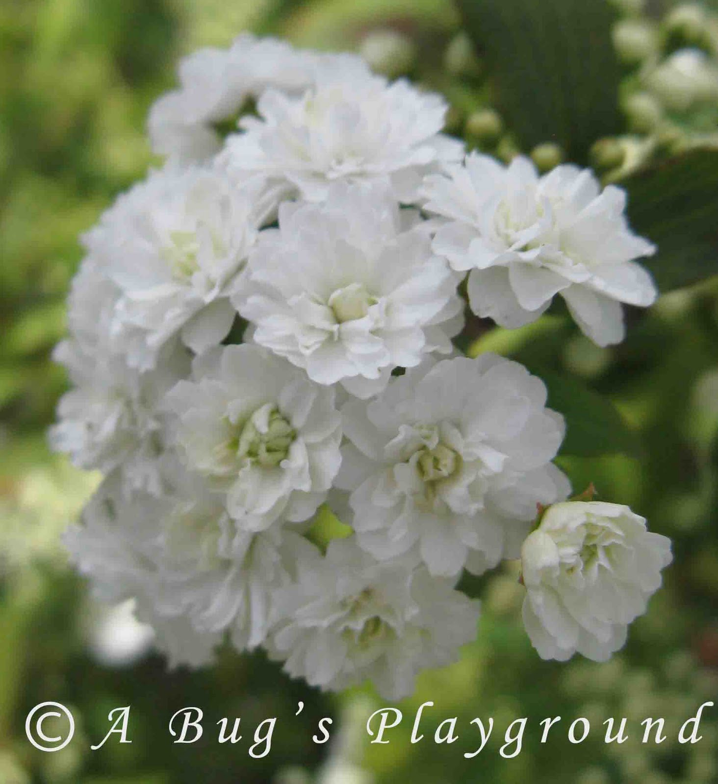 A Bug's Playground: May Bush