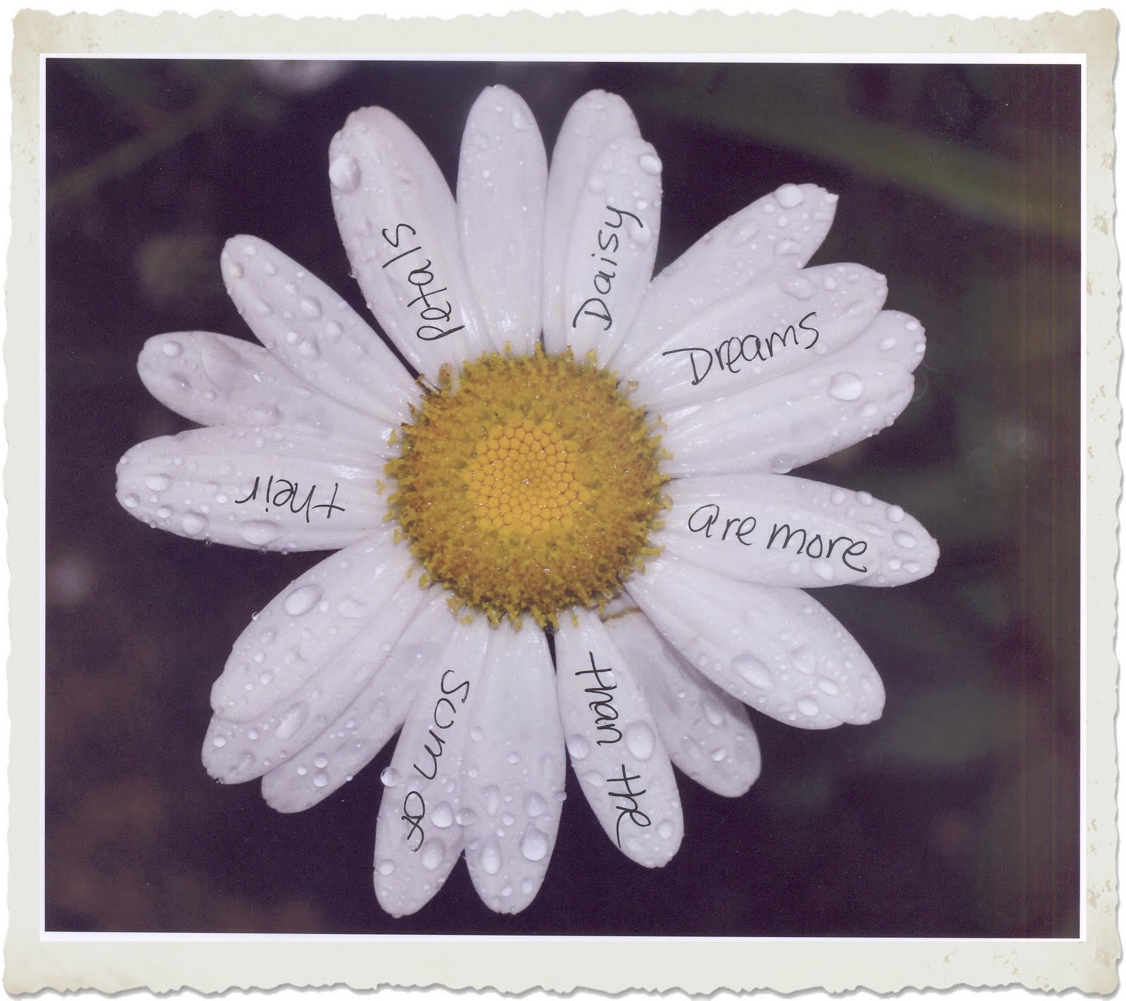 Bug's Eye View: Ode on a Daisy – the Poetry Bus Edition