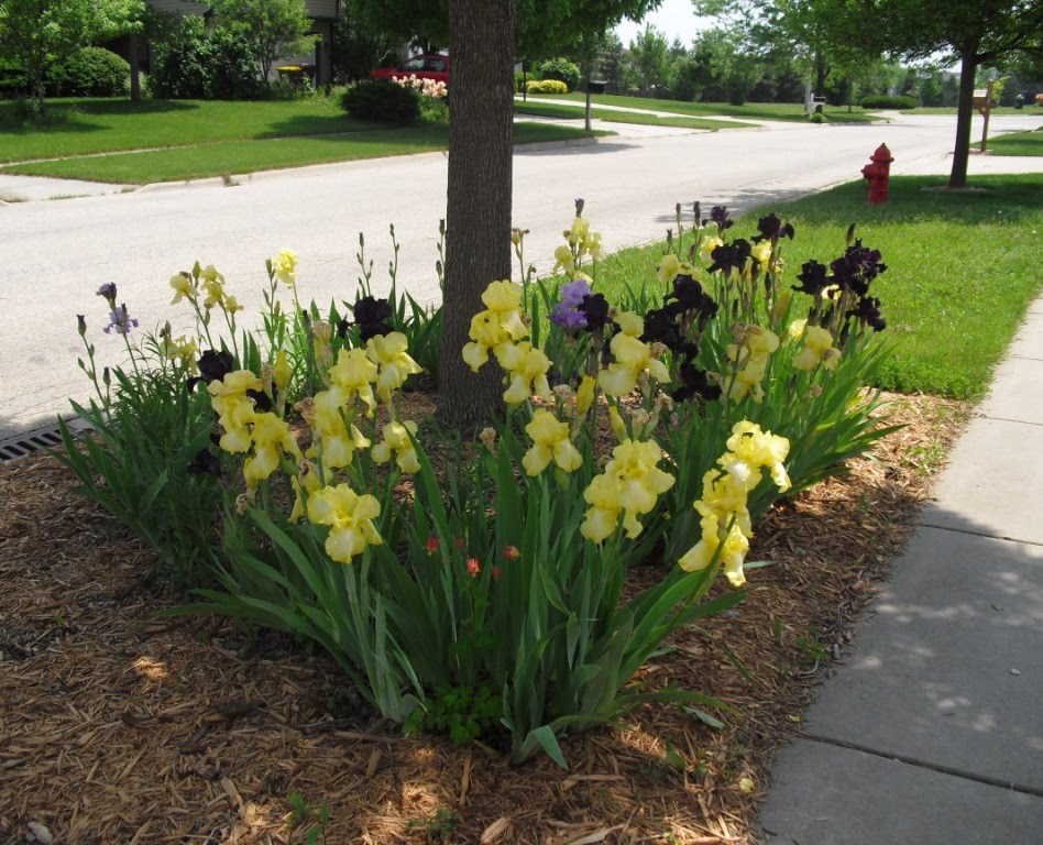 Life Among the Leaves: Outdoor Garden, May 19-24: Irises