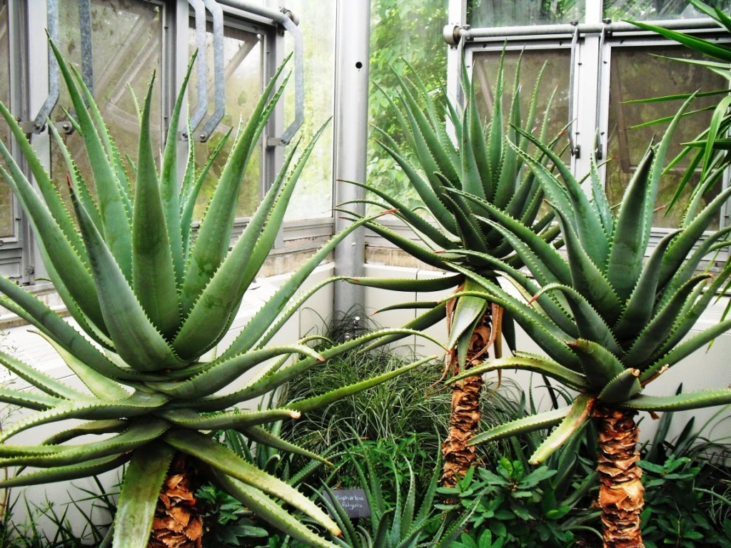 Life Among the Leaves: Bringing In, Bringing On the Blooms