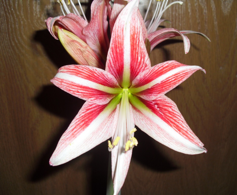 Life Among the Leaves: Plant Reminiscences, Part 1