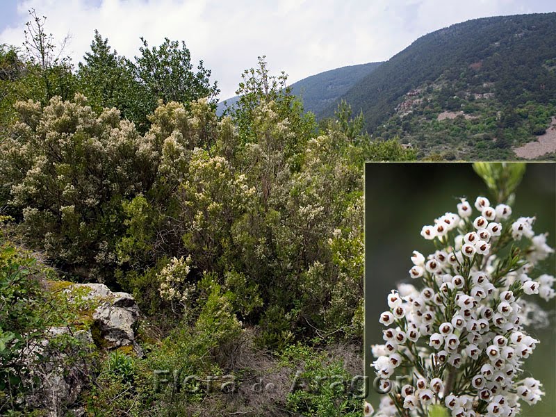 Flora de Aragón: Erica arborea