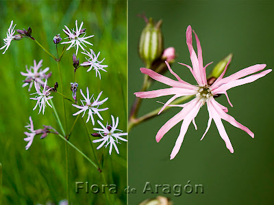 Flora de Aragón: Lychnis flos-cuculi subsp. flos-cuculi