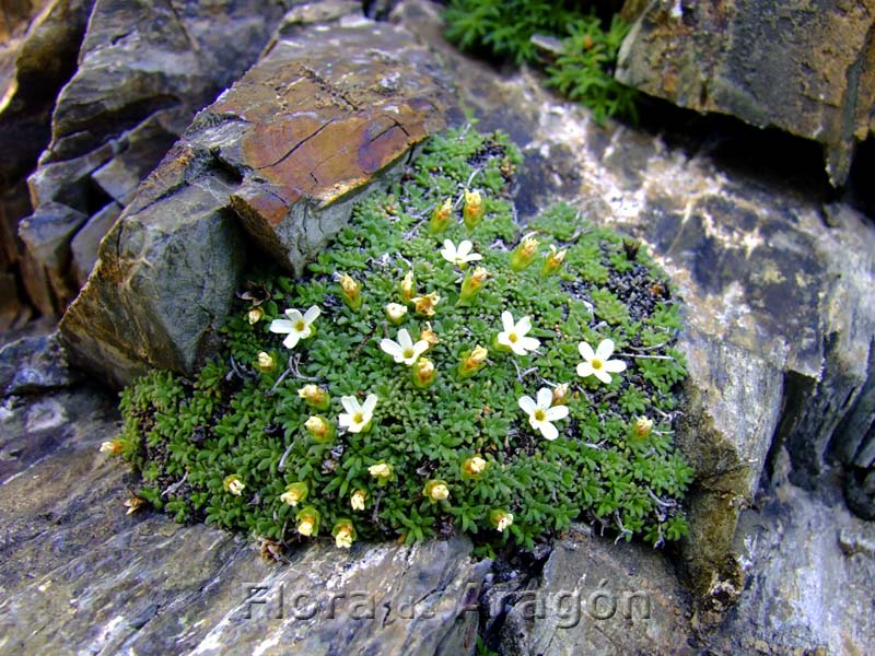 Flora de Aragón: Androsace pyrenaica