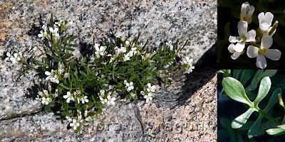 Flora de Aragón: Cardamine resedifolia