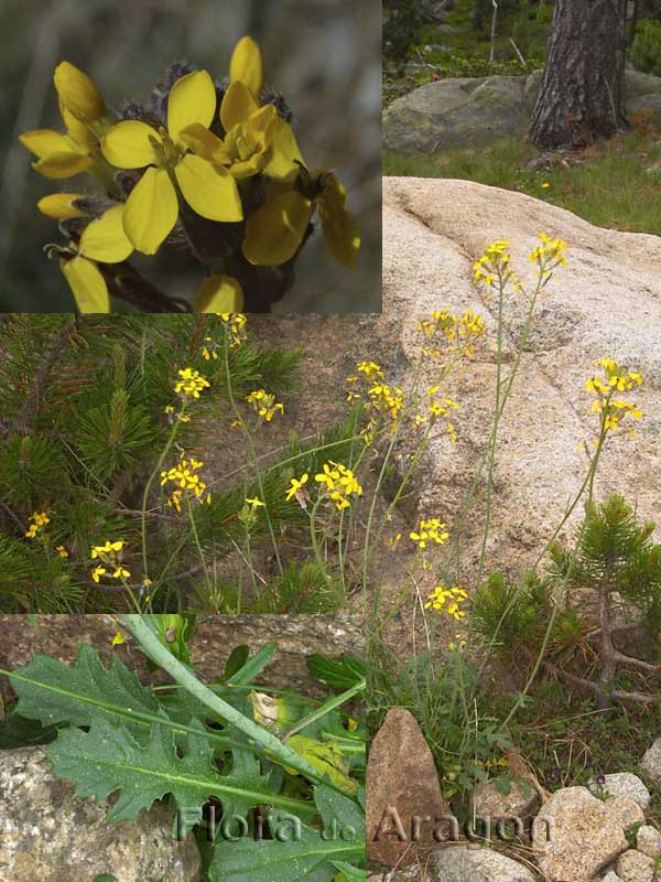 Flora de Aragón: Coincya monensis subsp. cherianthos