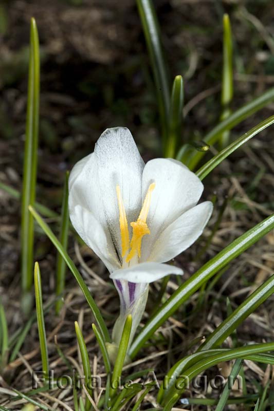 Flora de Aragón: Crocus vernus subsp. albiflorus