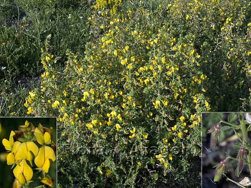 Flora de Aragón: Ononis natrix subsp. natrix