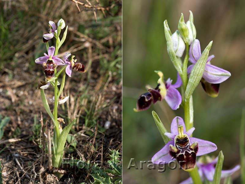 Flora de Aragón: Ophrys scolopax