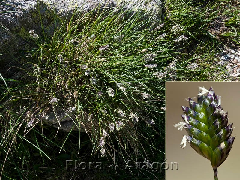 Flora de Aragón: Oreochloa disticha subsp. blanka