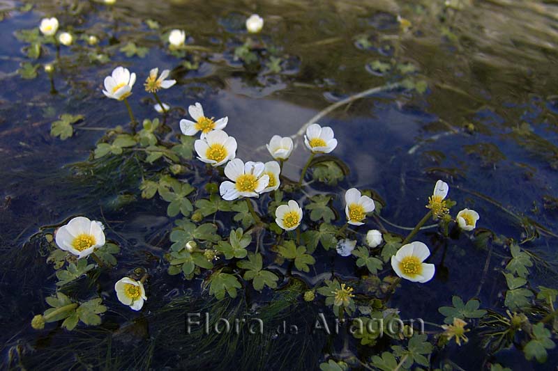 Flora de Aragón: Ranunculus aquatilis