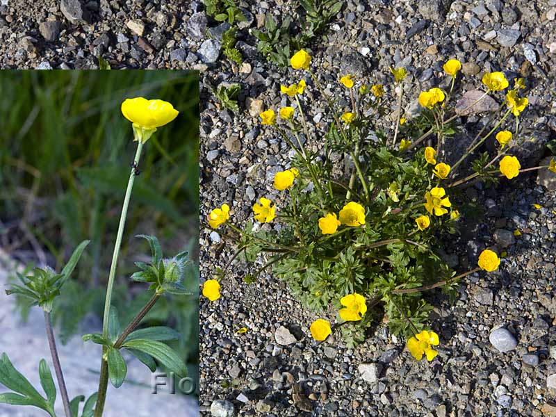 Flora de Aragón: Ranunculus bulbosus