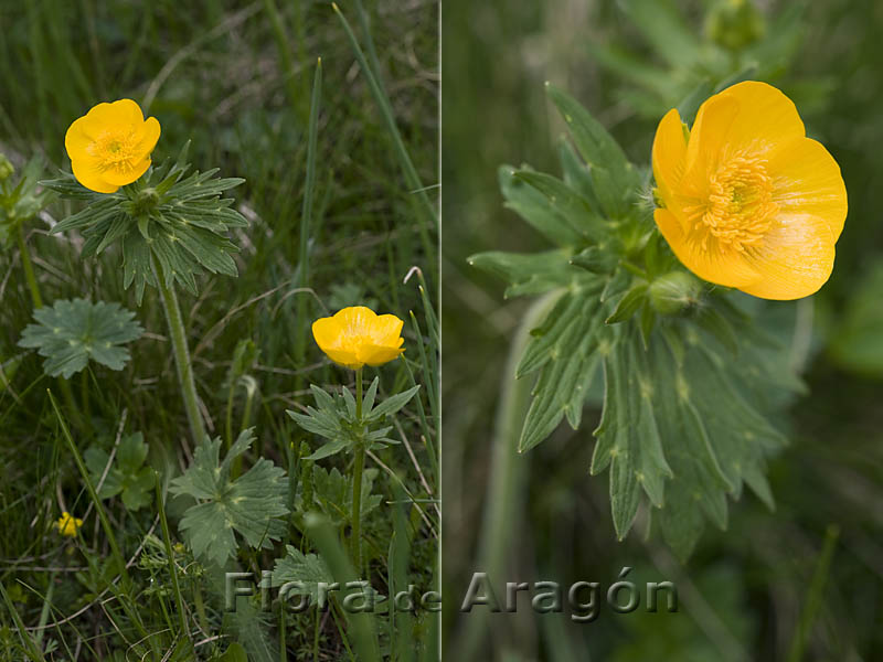 Flora de Aragón: Ranunculus gouanii