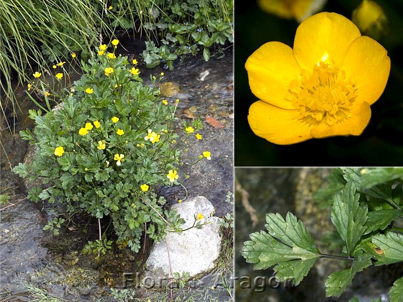 Flora de Aragón: Ranunculus repens