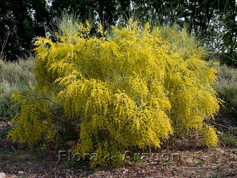 Flora de Aragón: Retama sphaerocarpa