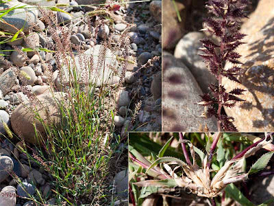Flora de Aragón: Tragus racemosus