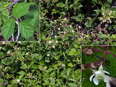Flora de Aragón: Rubus hirtus
