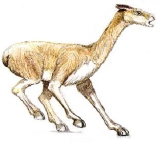 La Prehistoria y el origen del hombre: Paleollama