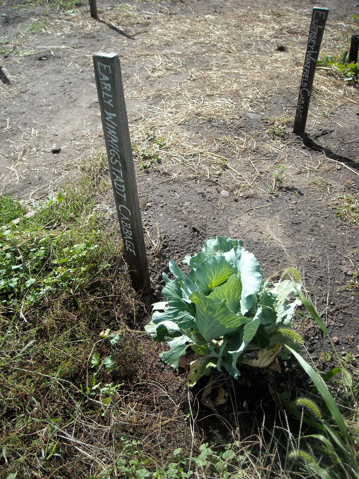 Foodie 4 Healing: Oliver Kelley Farm Garden