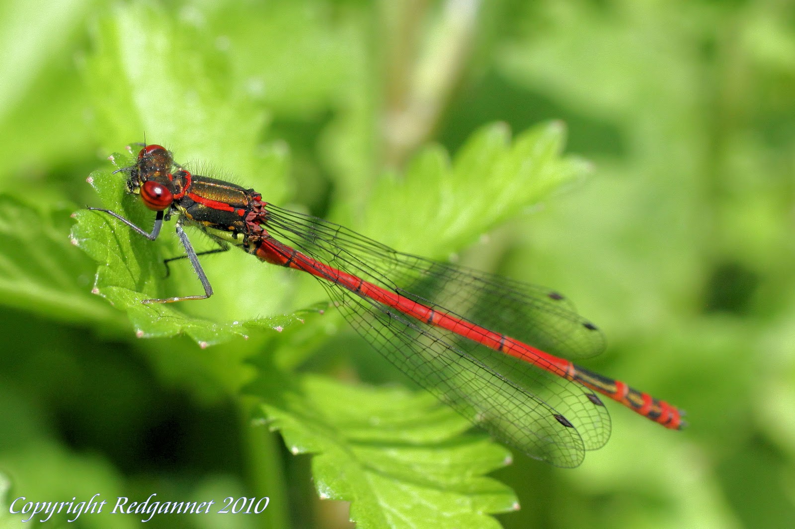 Redgannet: Odonata make a comeback