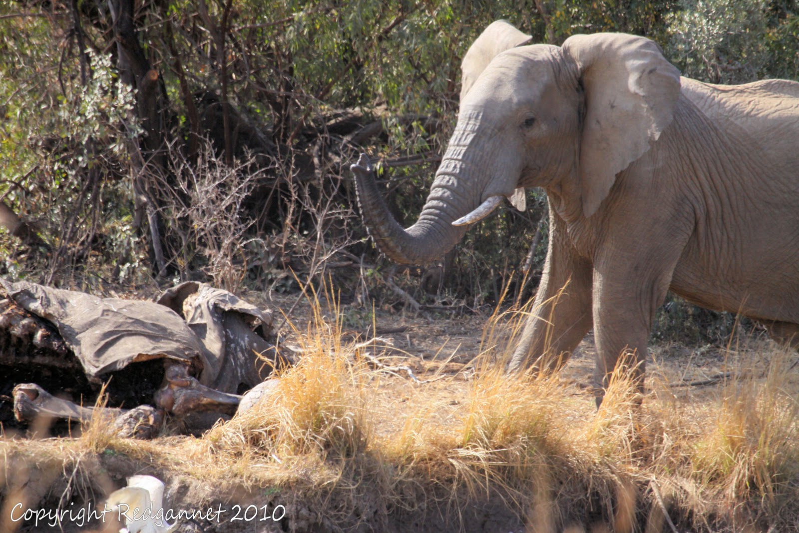 Redgannet: Do elephants grieve?