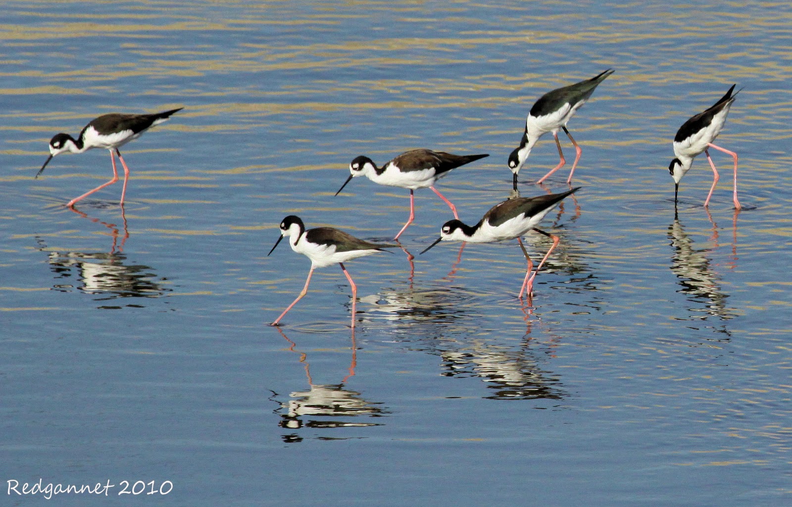 Redgannet: LA River, Long Beach, California, USA, LAX