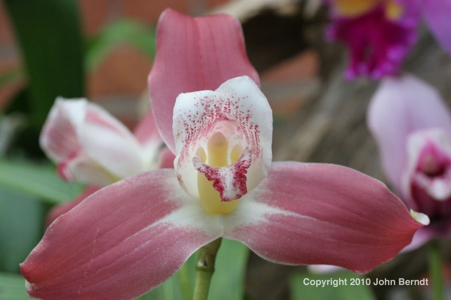 Orchid Photographs: Lycaste Orchids