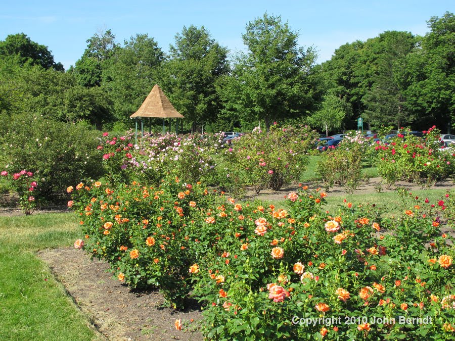 Maplewood Rose Garden Pictures
