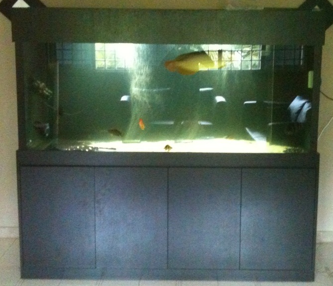 ~My Love Nest~: ~6ft Fish Tank~