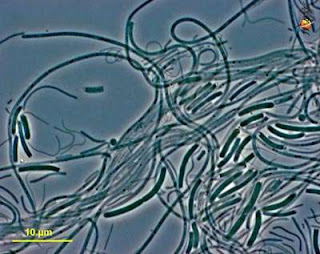 Ósmosis: chloroflexi