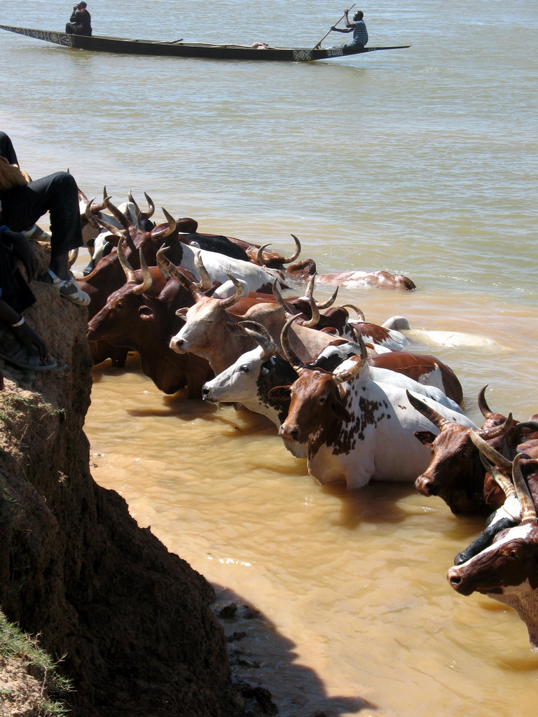 Bumble in the Jungle: A Recording of My Time in Africa: Can cows swim?
